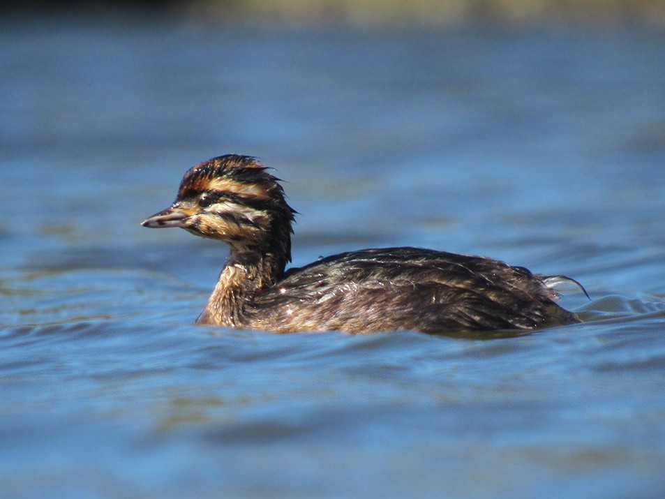 Zampullín pimpollo - eBird