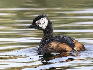 White-tufted Grebe - eBird