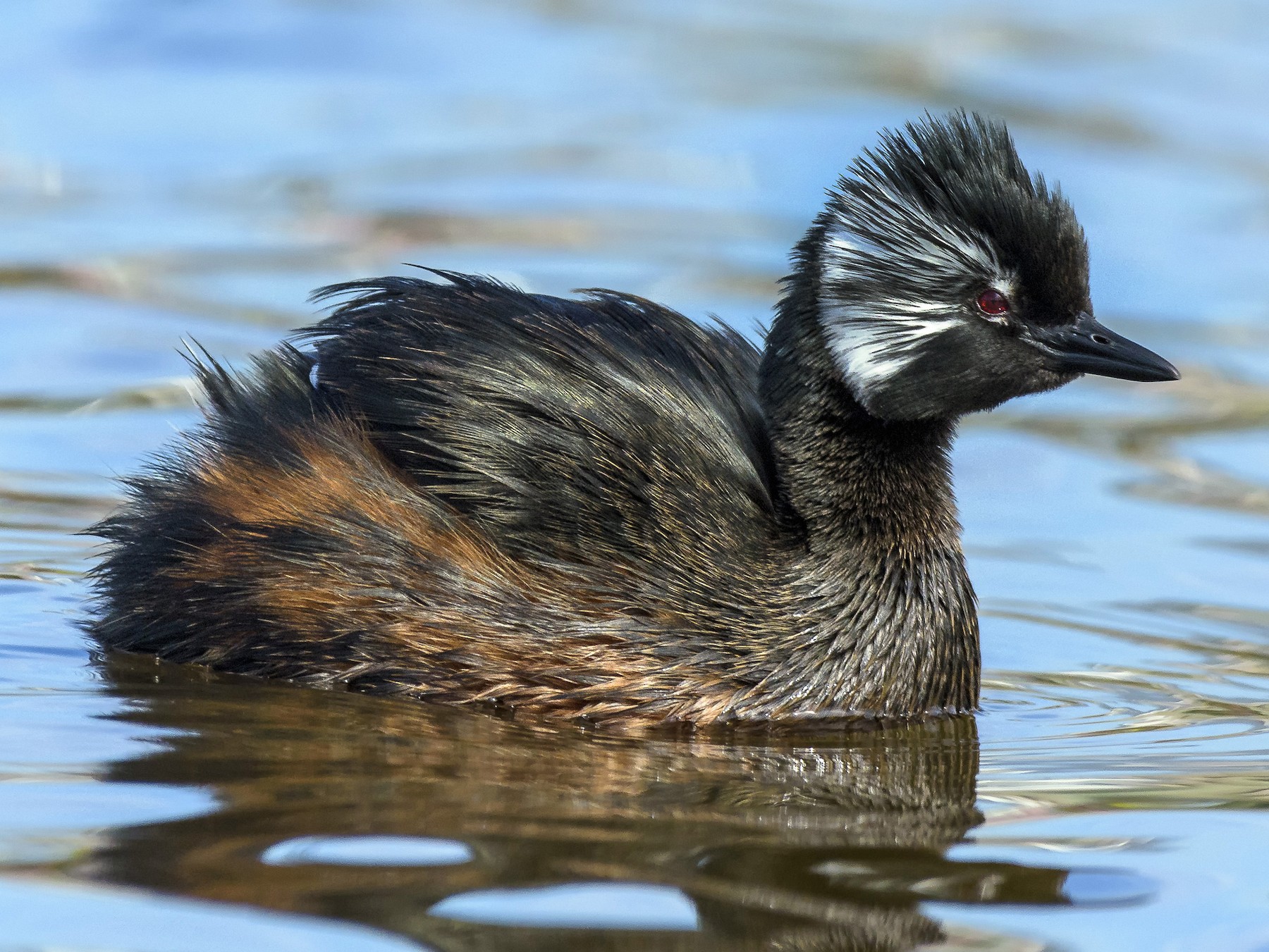 White-tufted Grebe - eBird