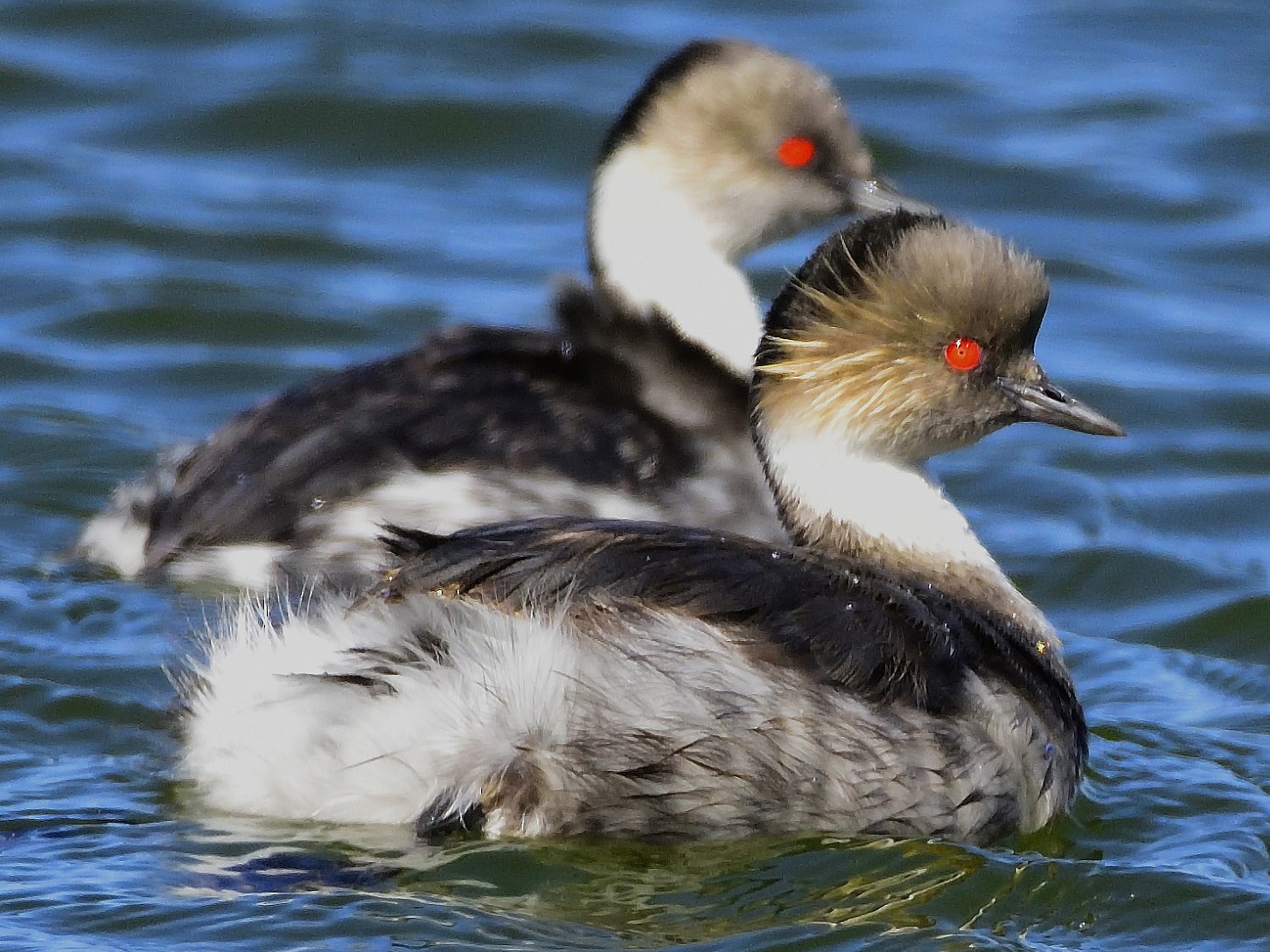 Silvery Grebe - eBird