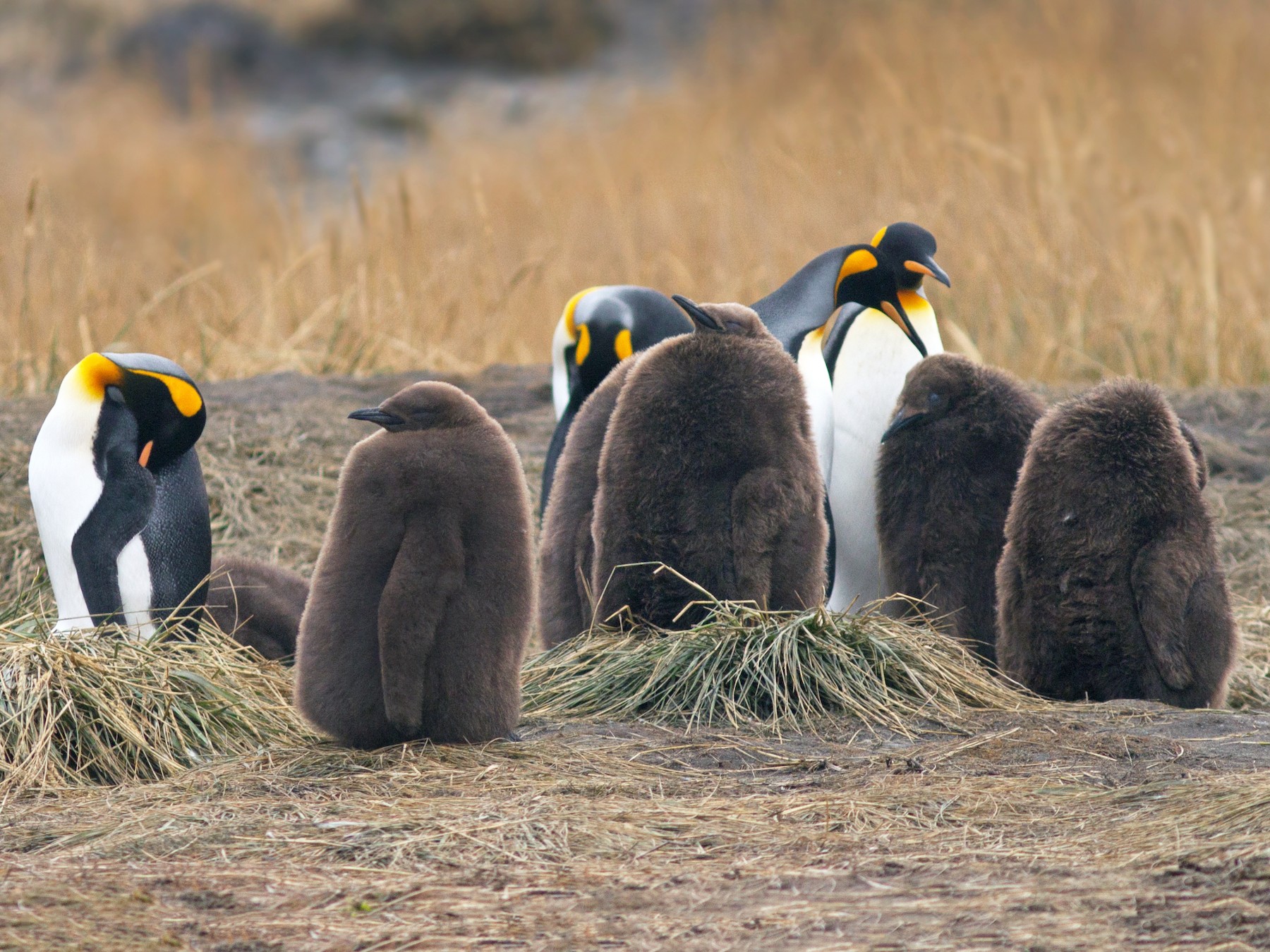 King Penguin - eBird