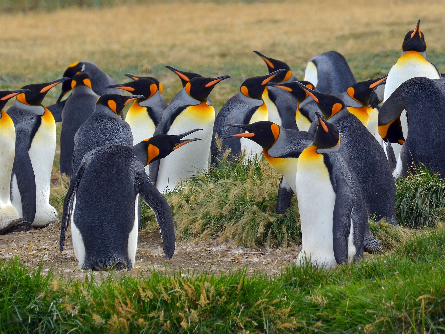 King Penguin - eBird