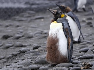 King Penguin - eBird