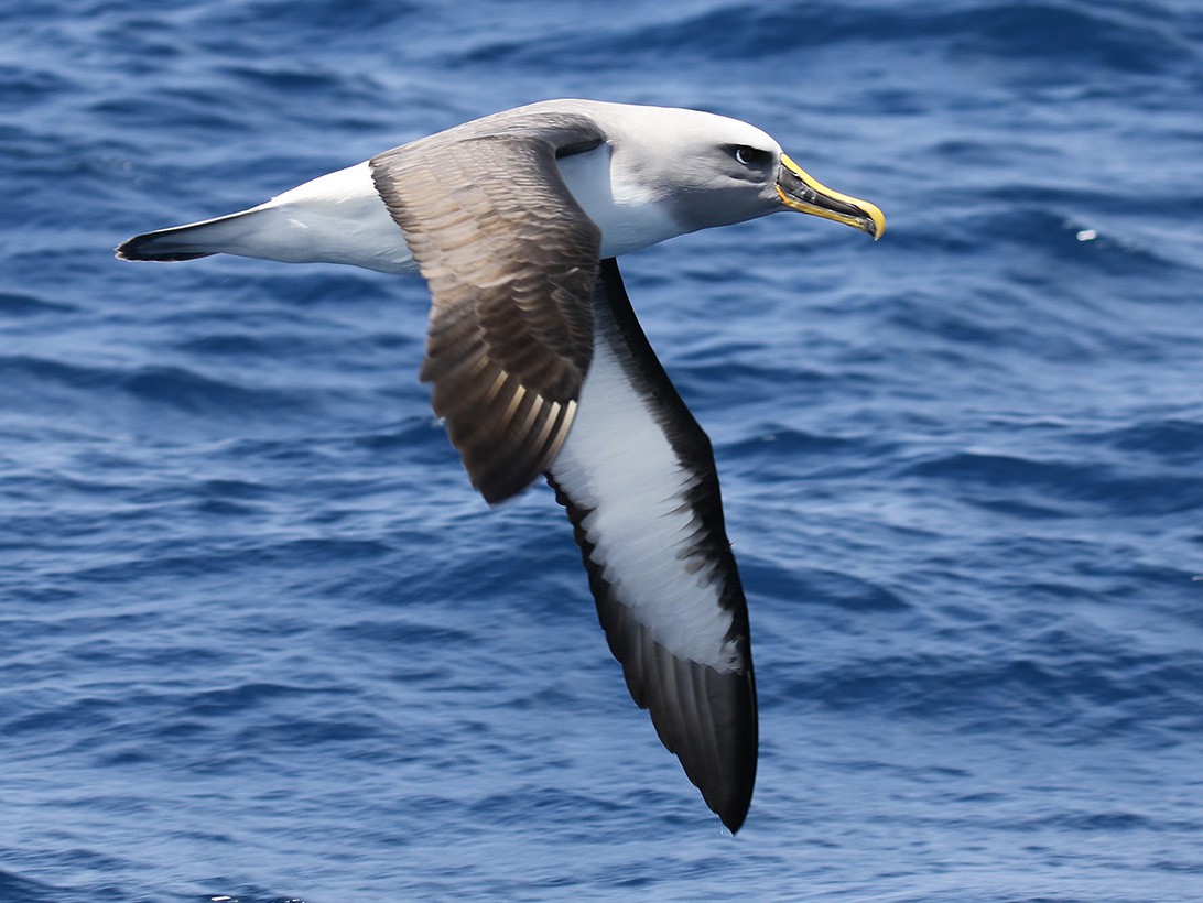 Buller's Albatross - eBird
