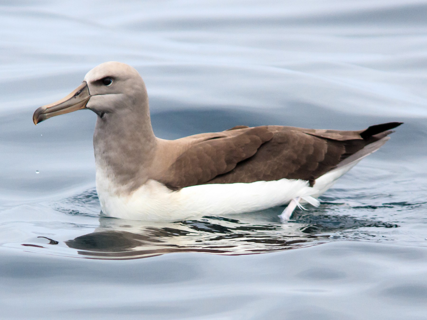 Buller's Albatross - eBird