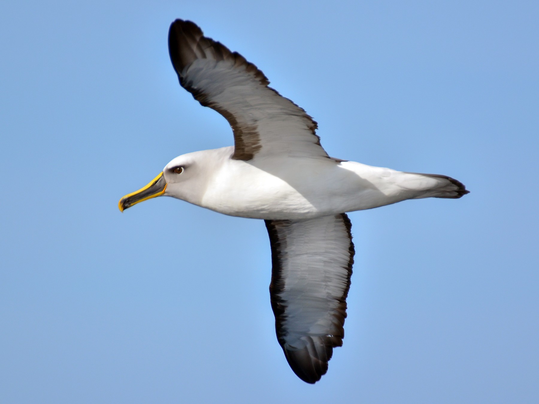 Buller's Albatross - eBird