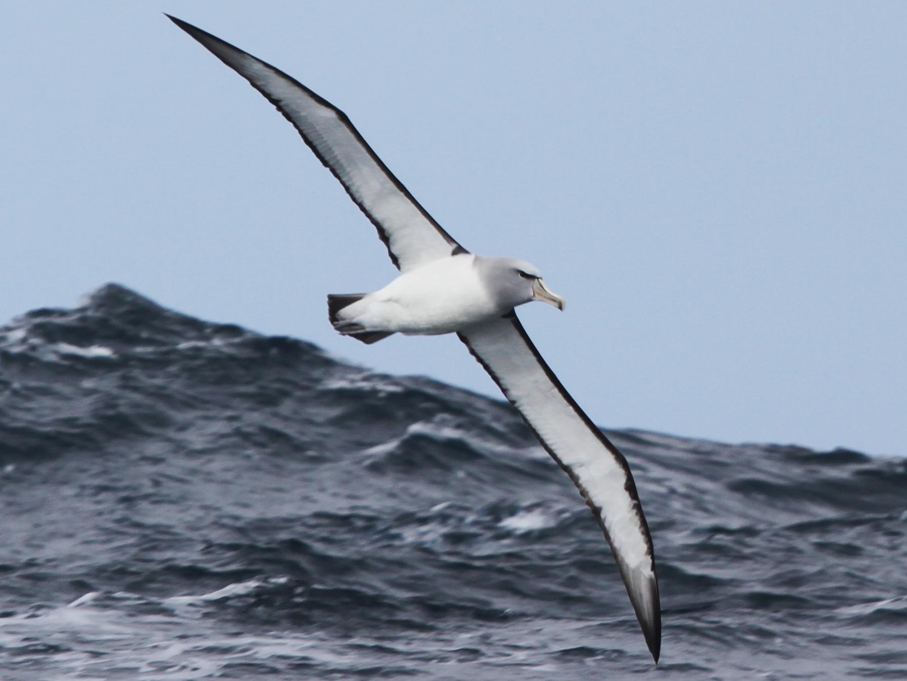 Albatros Frente Blanca - eBird