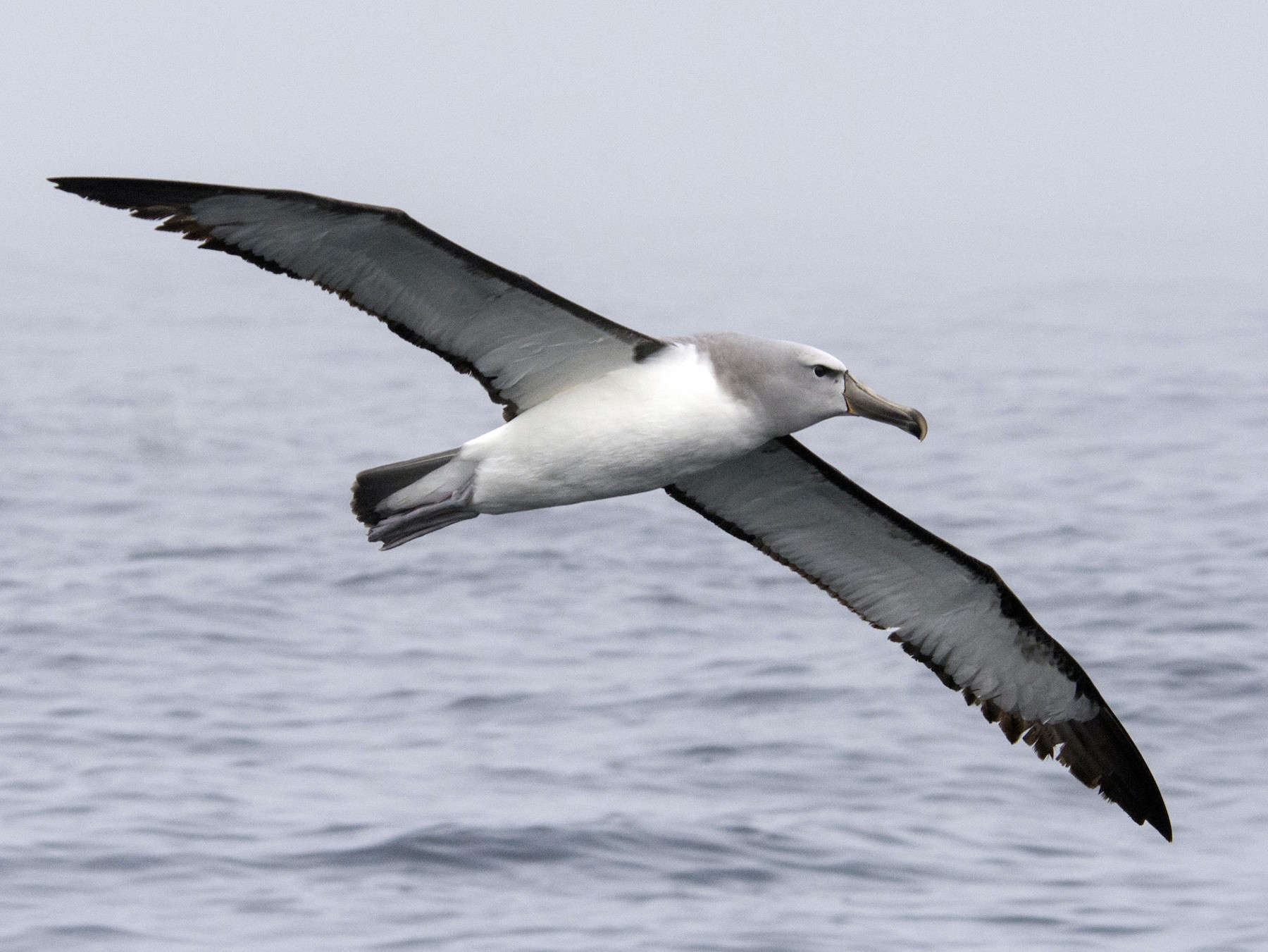 Salvin's Albatross - eBird
