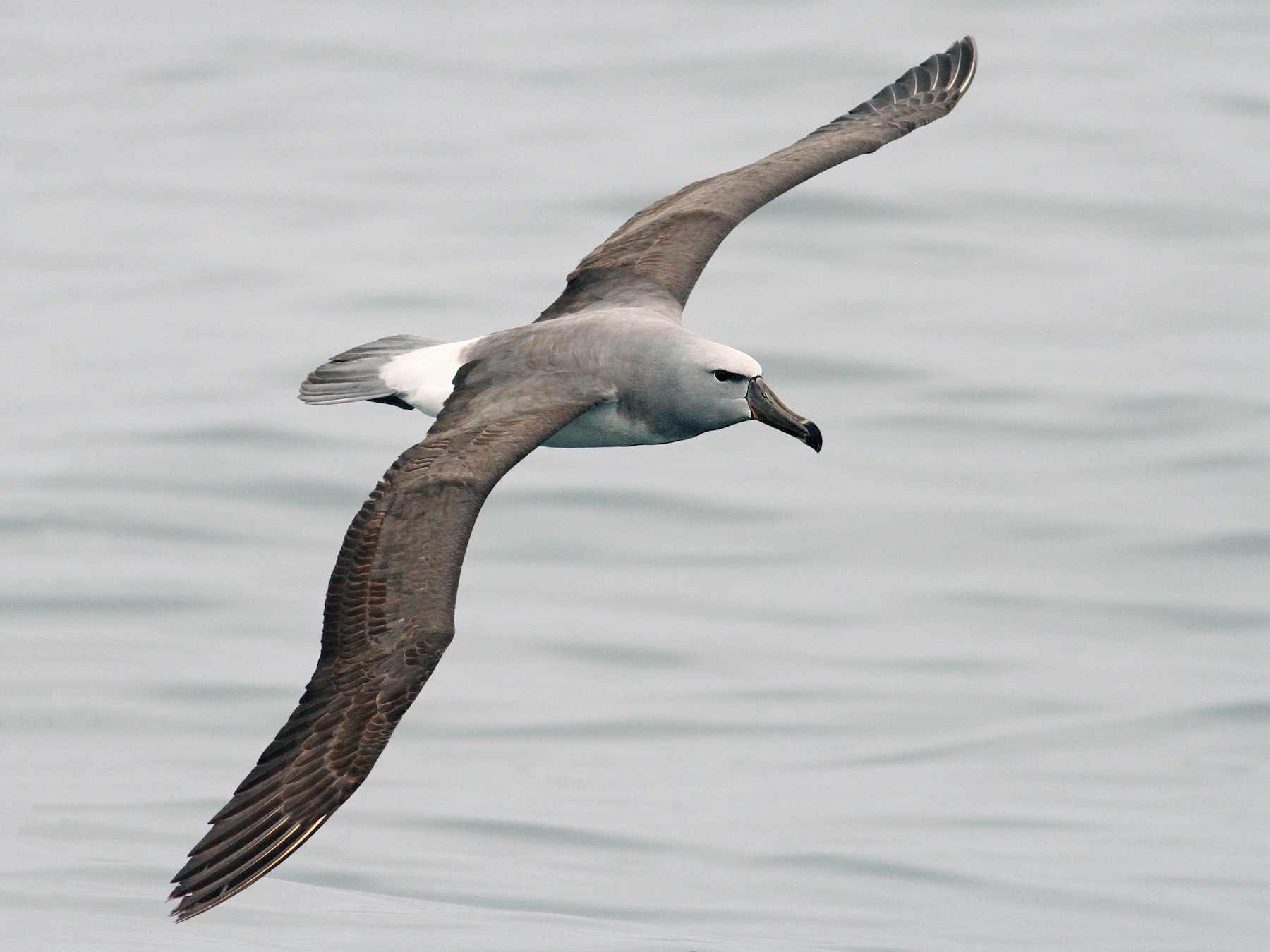 Albatros de Salvin - eBird
