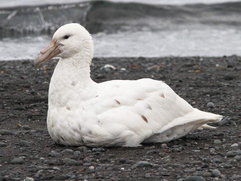 Southern Giant-Petrel - eBird