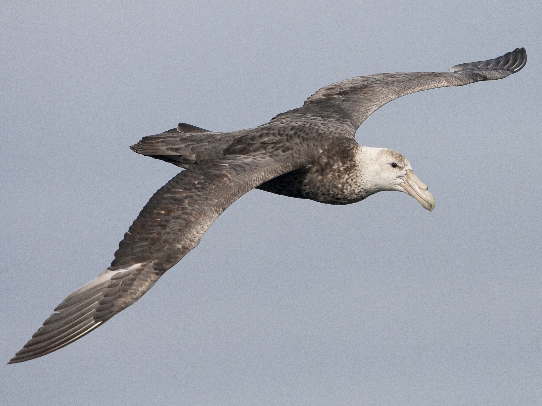 Antarctic Giant Petrel