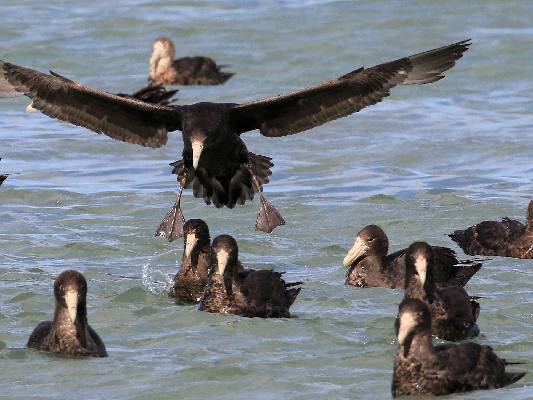 Southern Giant-Petrel - eBird