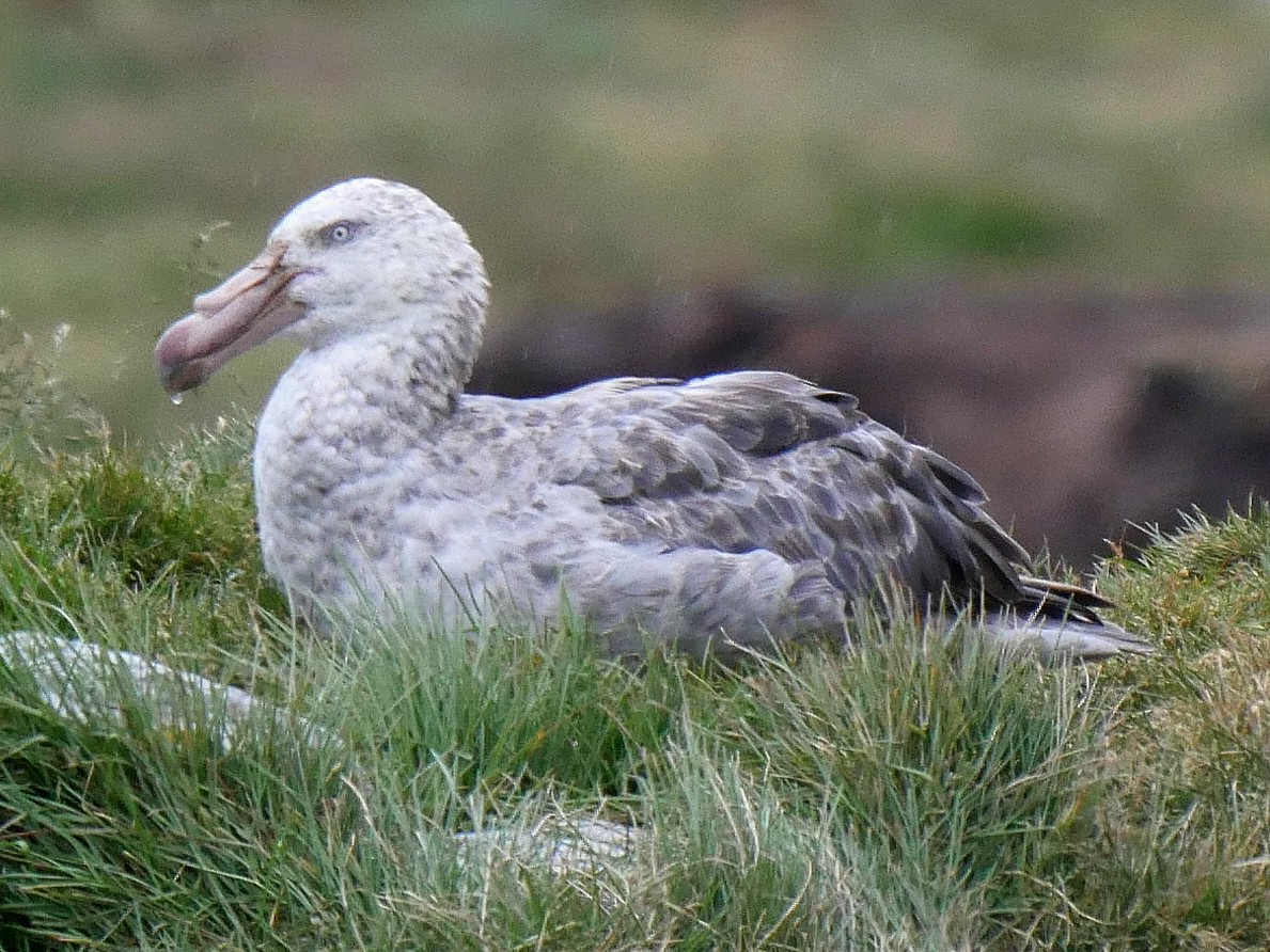Northern Giant-Petrel - eBird