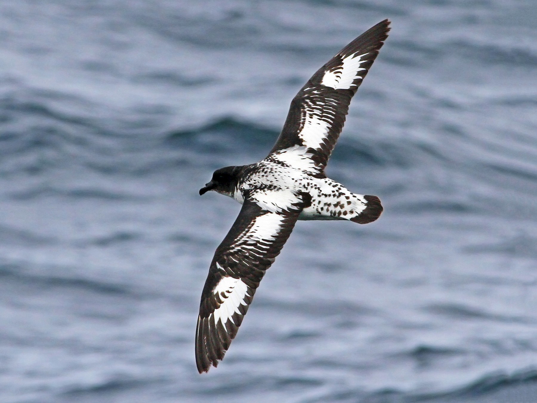 Cape Petrel - eBird
