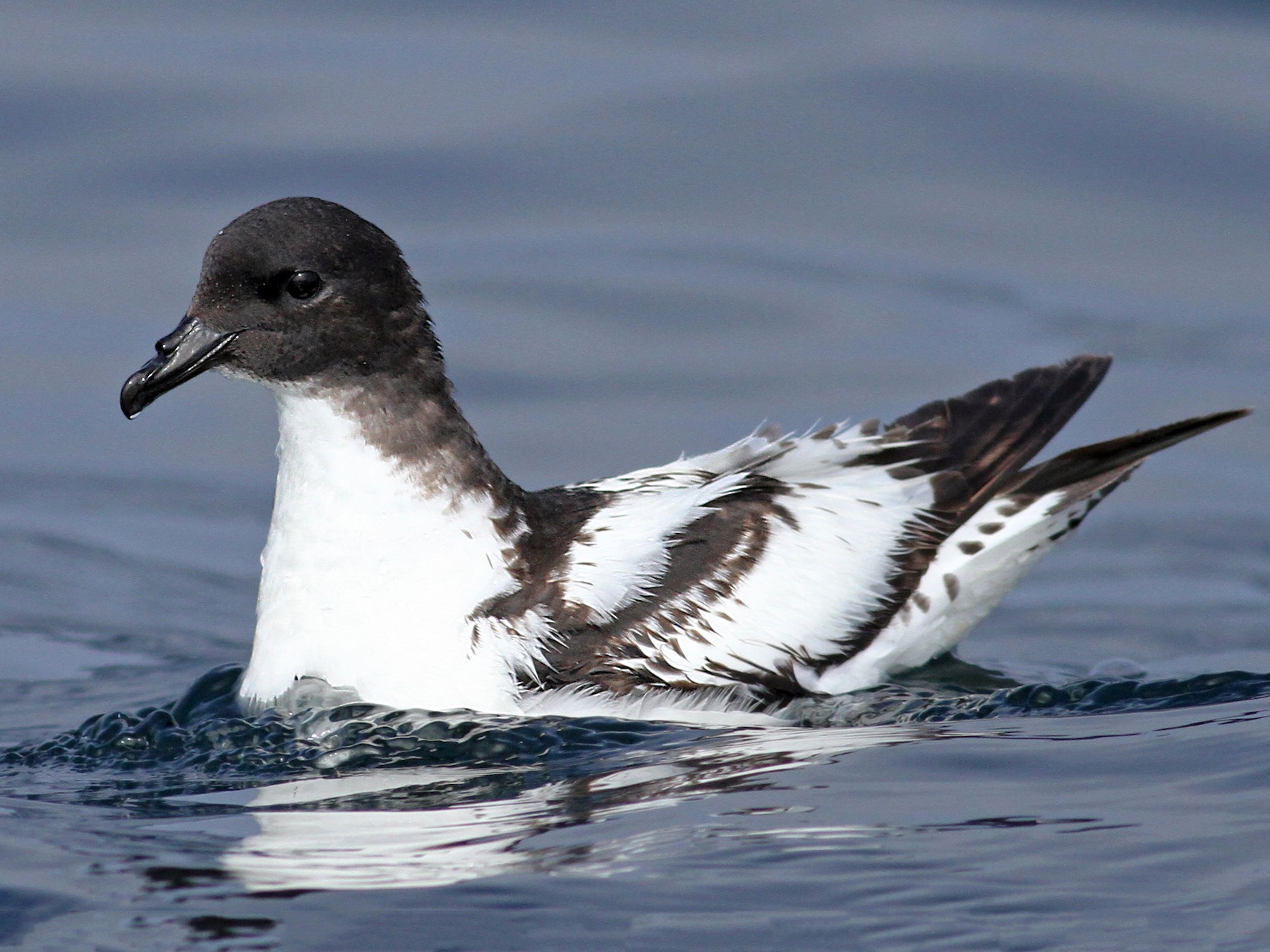 Cape Petrel - eBird