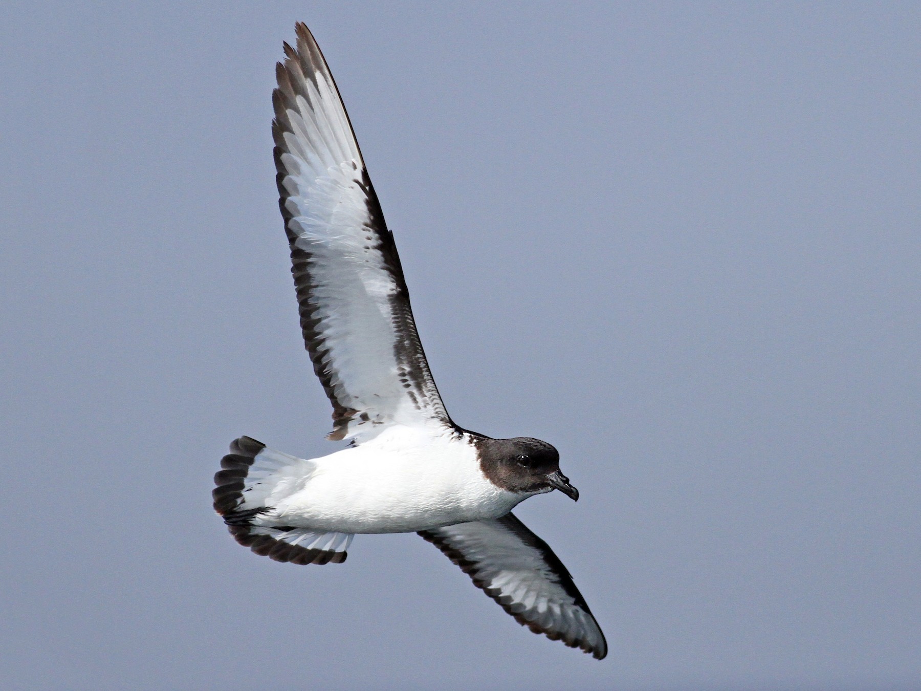 Cape Petrel - eBird