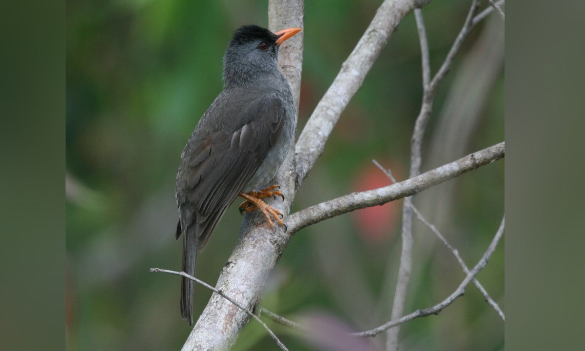 Mauritius Bulbul - Hypsipetes olivaceus - Birds of the World