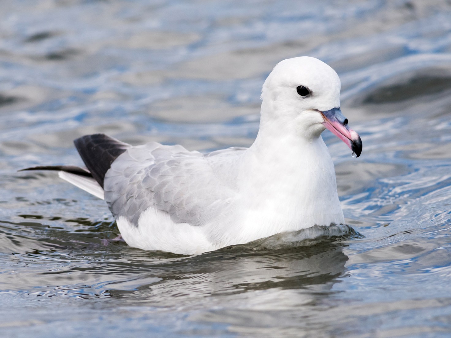 Southern Fulmar - eBird