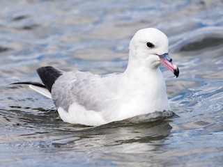 Southern Fulmar - eBird
