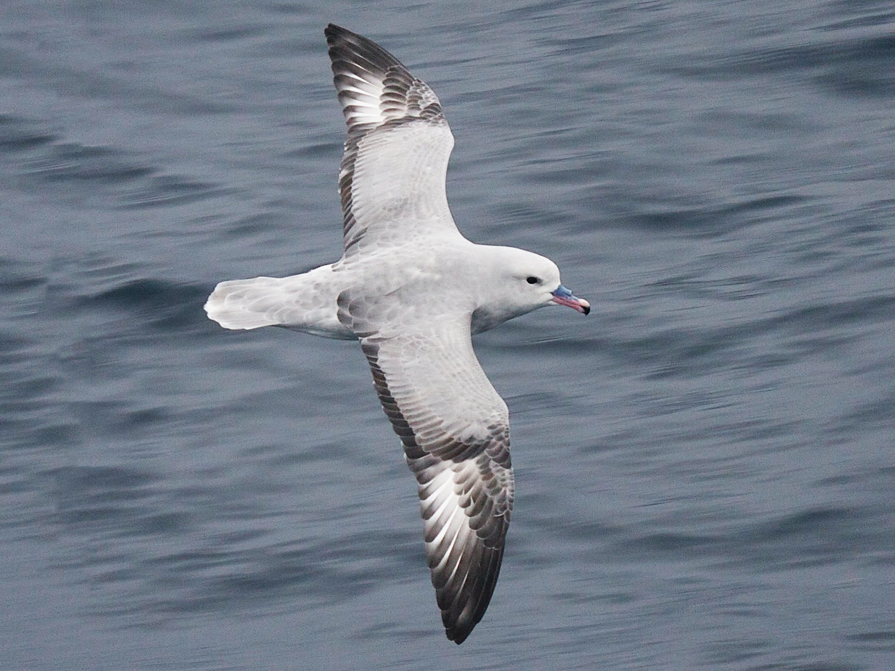 Southern Fulmar - eBird