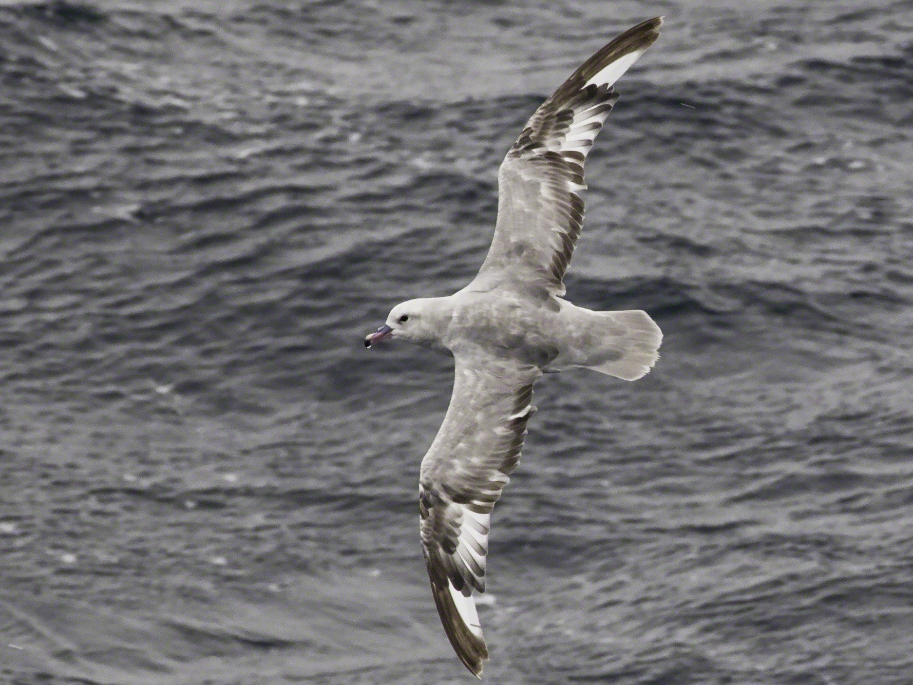 Southern Fulmar - eBird