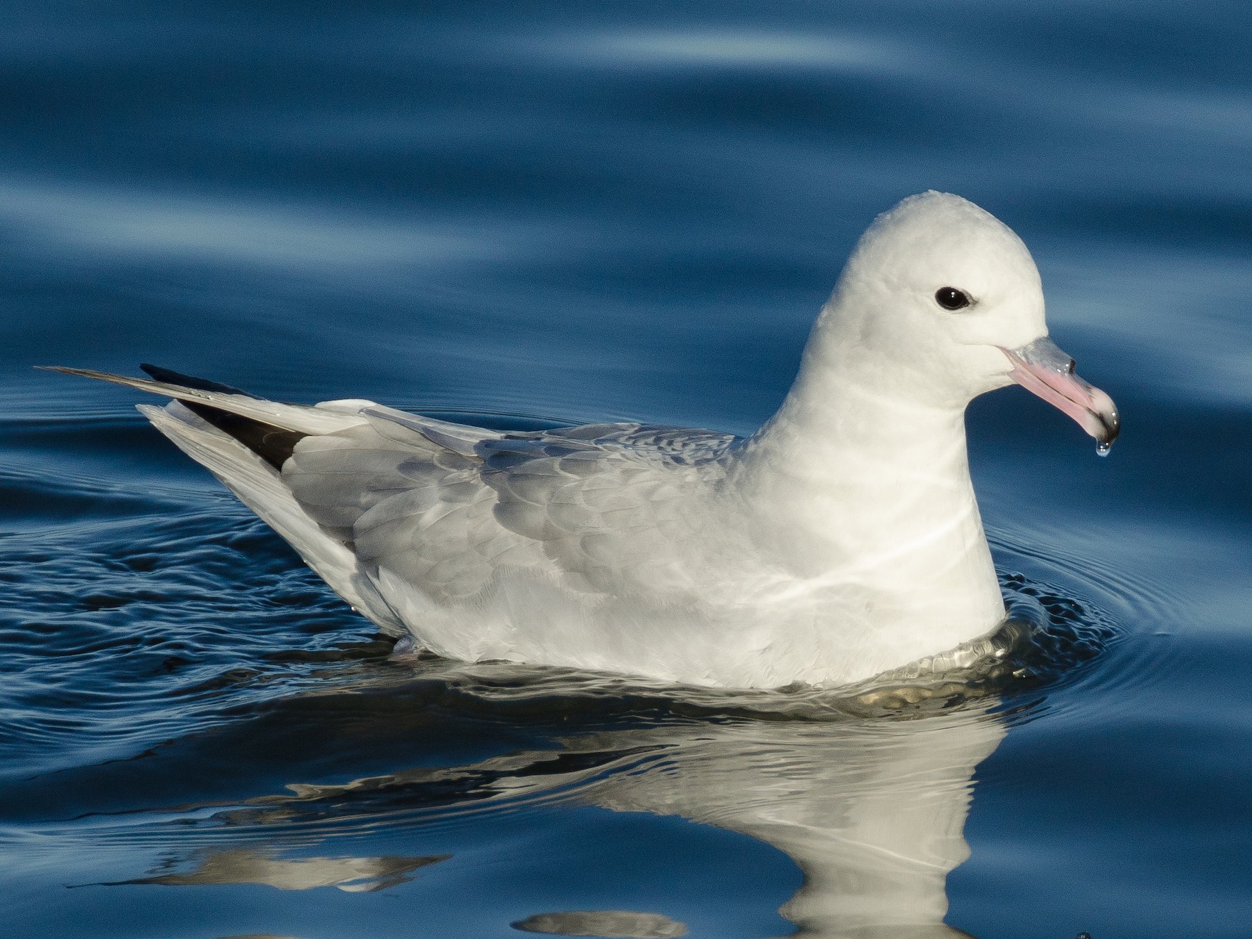 Southern Fulmar - eBird