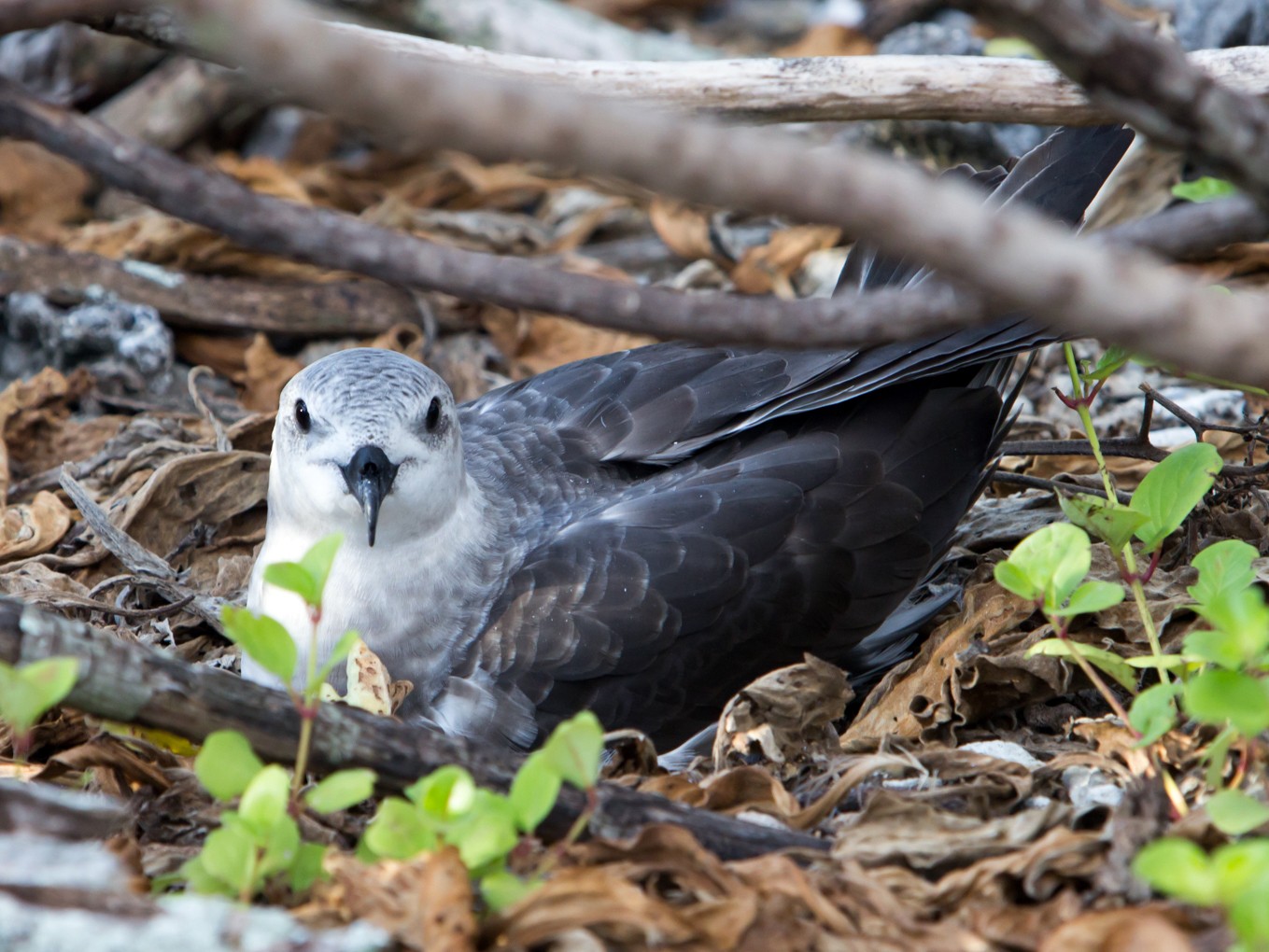 Herald Petrel - eBird