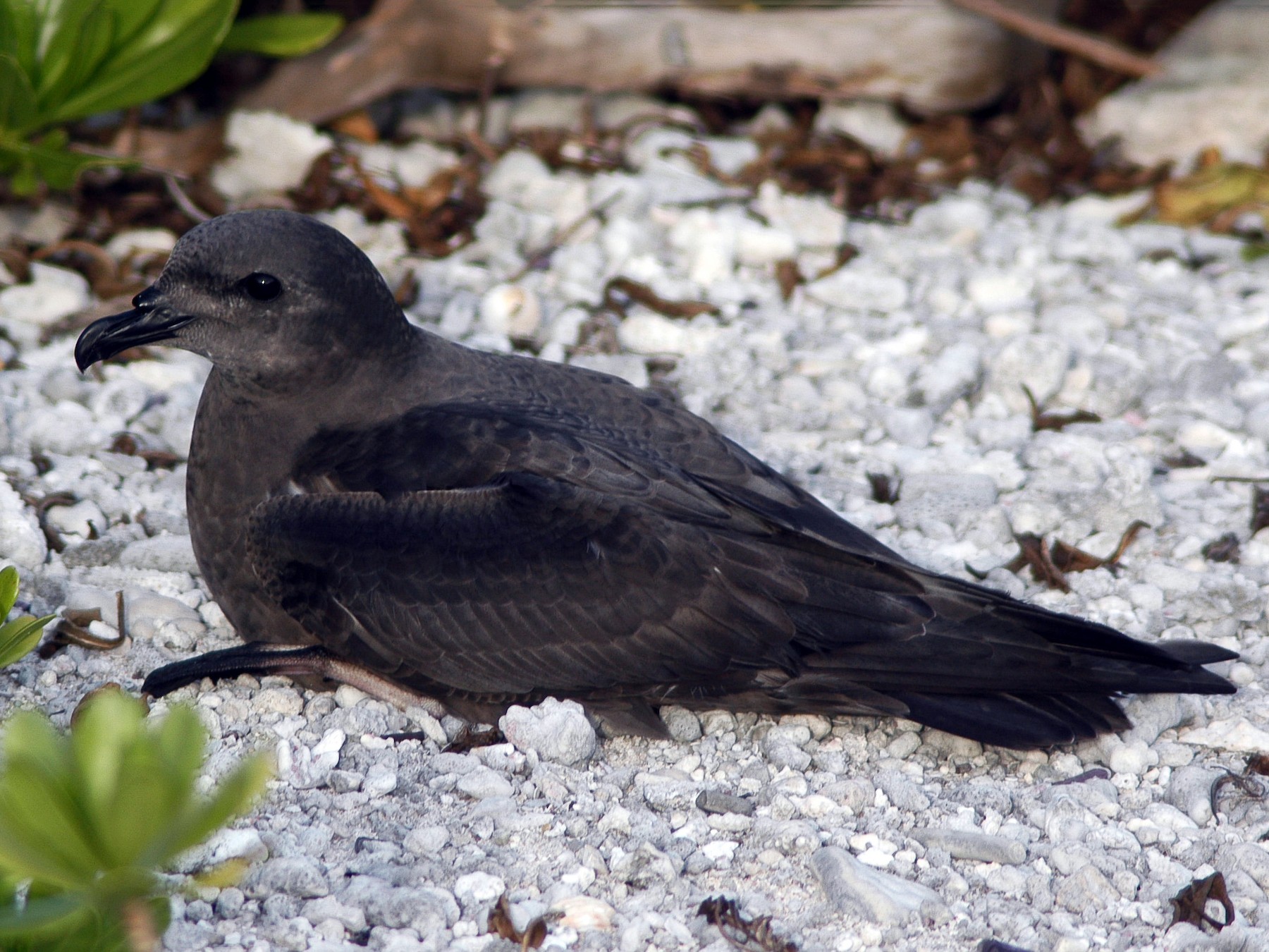 Herald Petrel - eBird