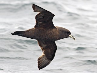 White-chinned Petrel - eBird