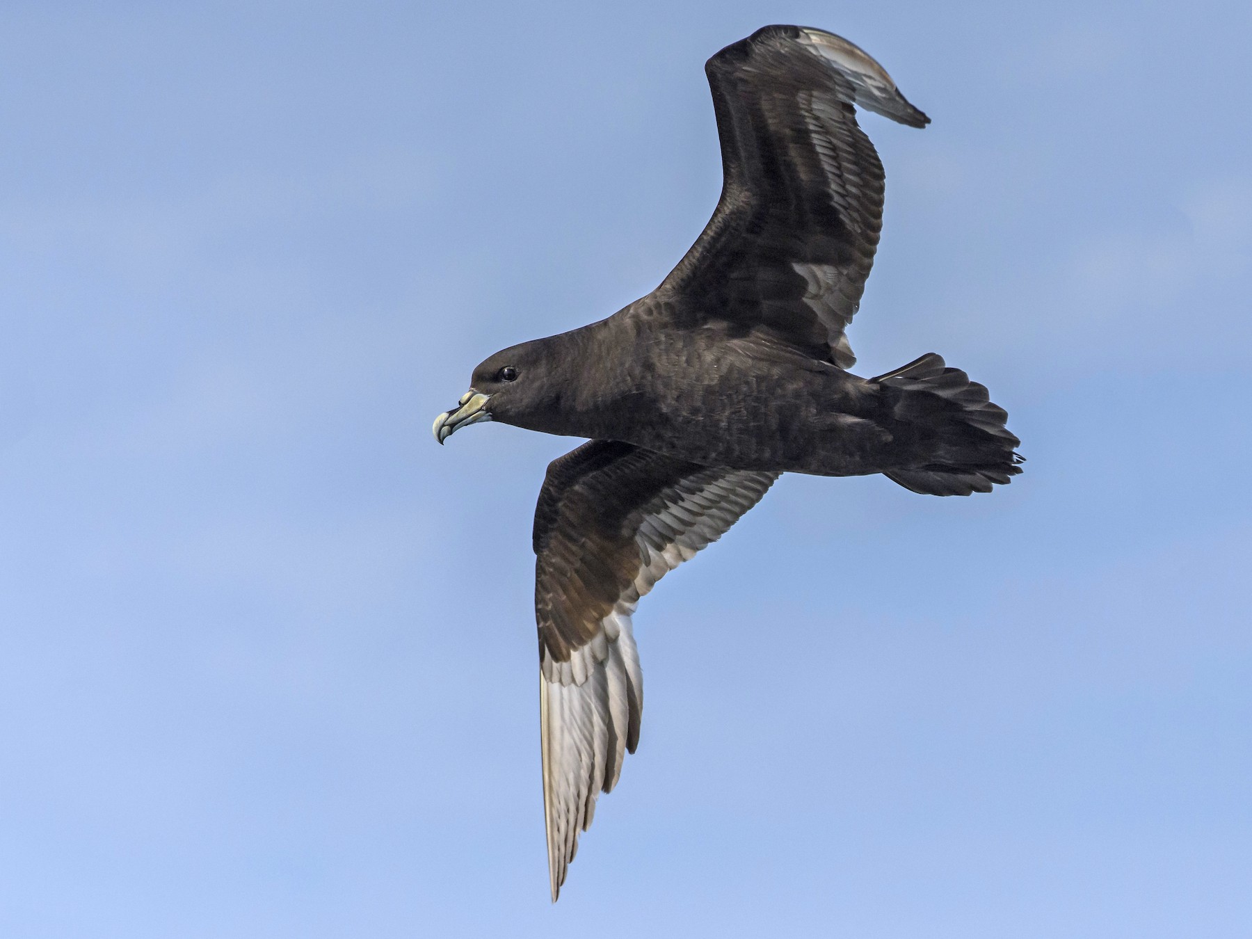 White-chinned Petrel - eBird