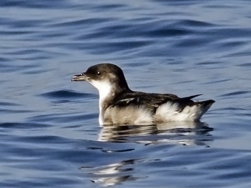 Peruvian Diving-Petrel - eBird