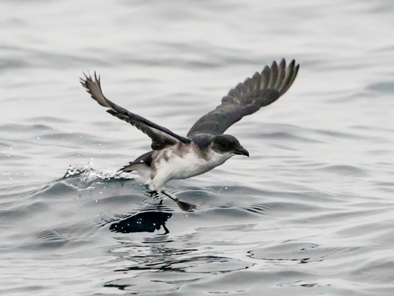 Peruvian Diving-Petrel - eBird
