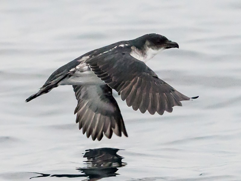 Peruvian Diving-Petrel - eBird
