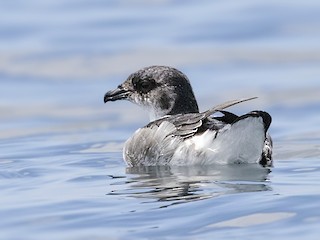 Peruvian Diving-Petrel - eBird