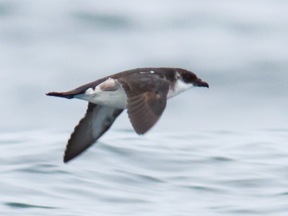Peruvian Diving-Petrel - eBird
