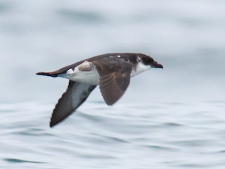 Yunco de Humboldt - eBird