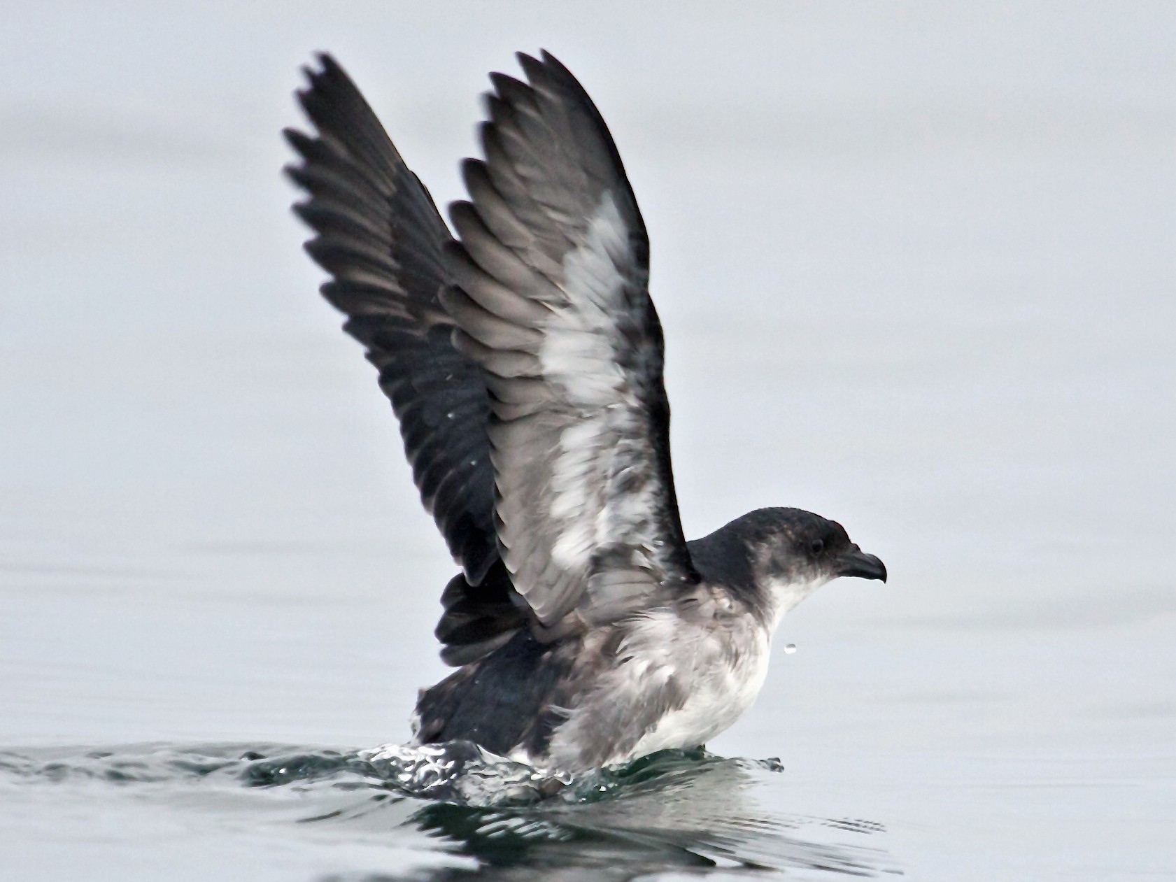 Peruvian Diving-Petrel - eBird