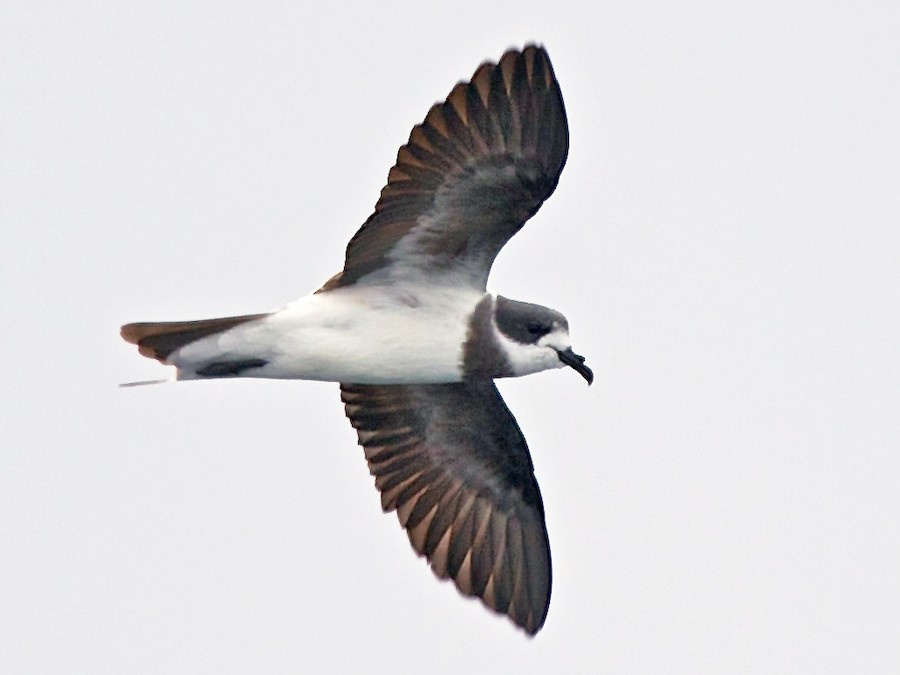 buřňáček límcový - eBird
