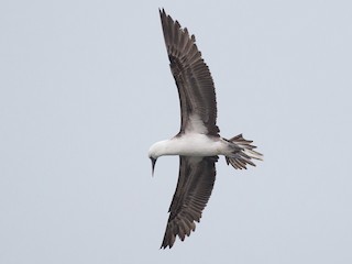 Peruvian Booby - eBird