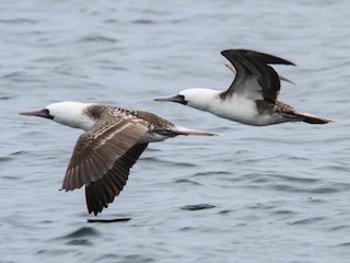 Peruvian Booby - eBird