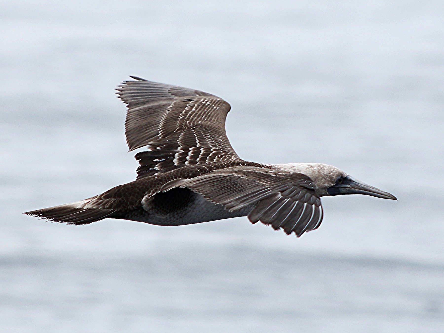 Peruvian Booby - eBird