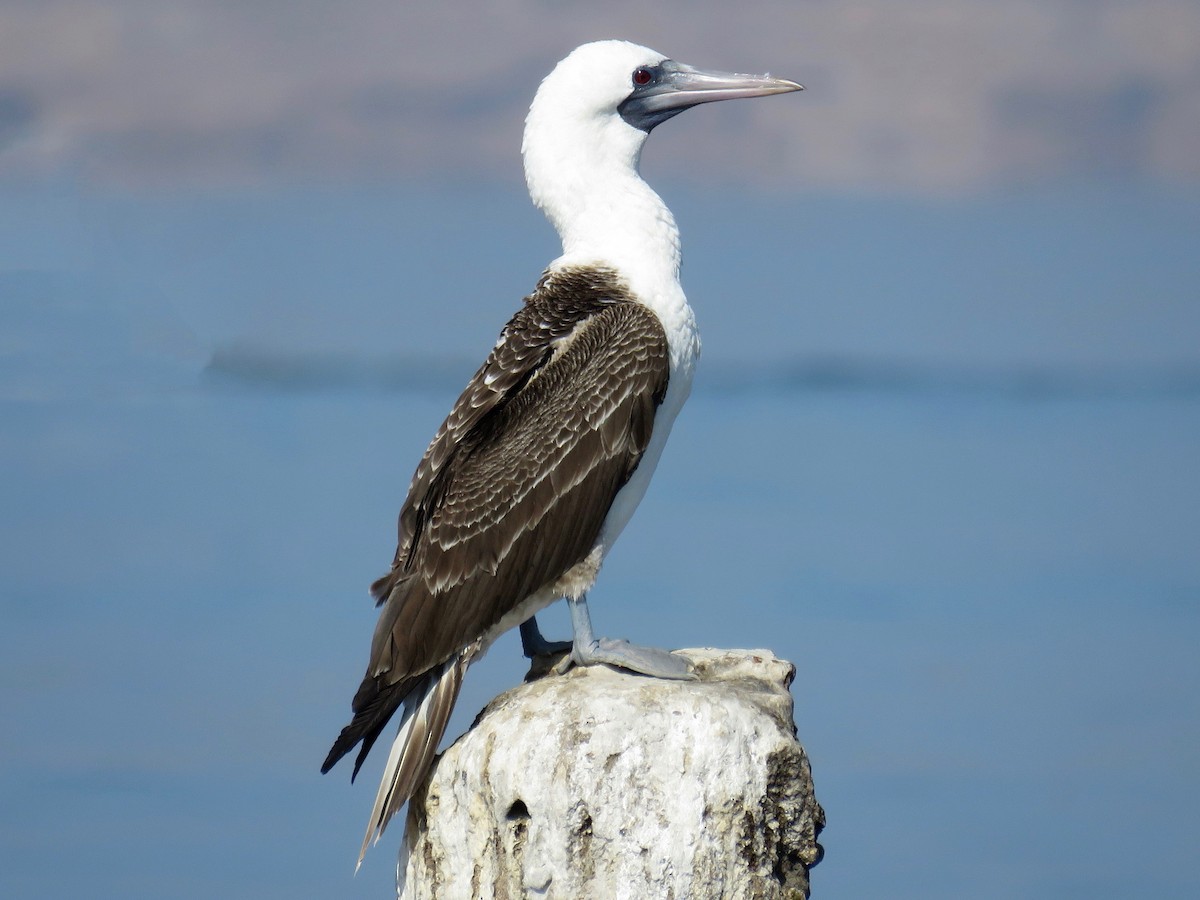 Peruvian Booby - Sula variegata - Birds of the World