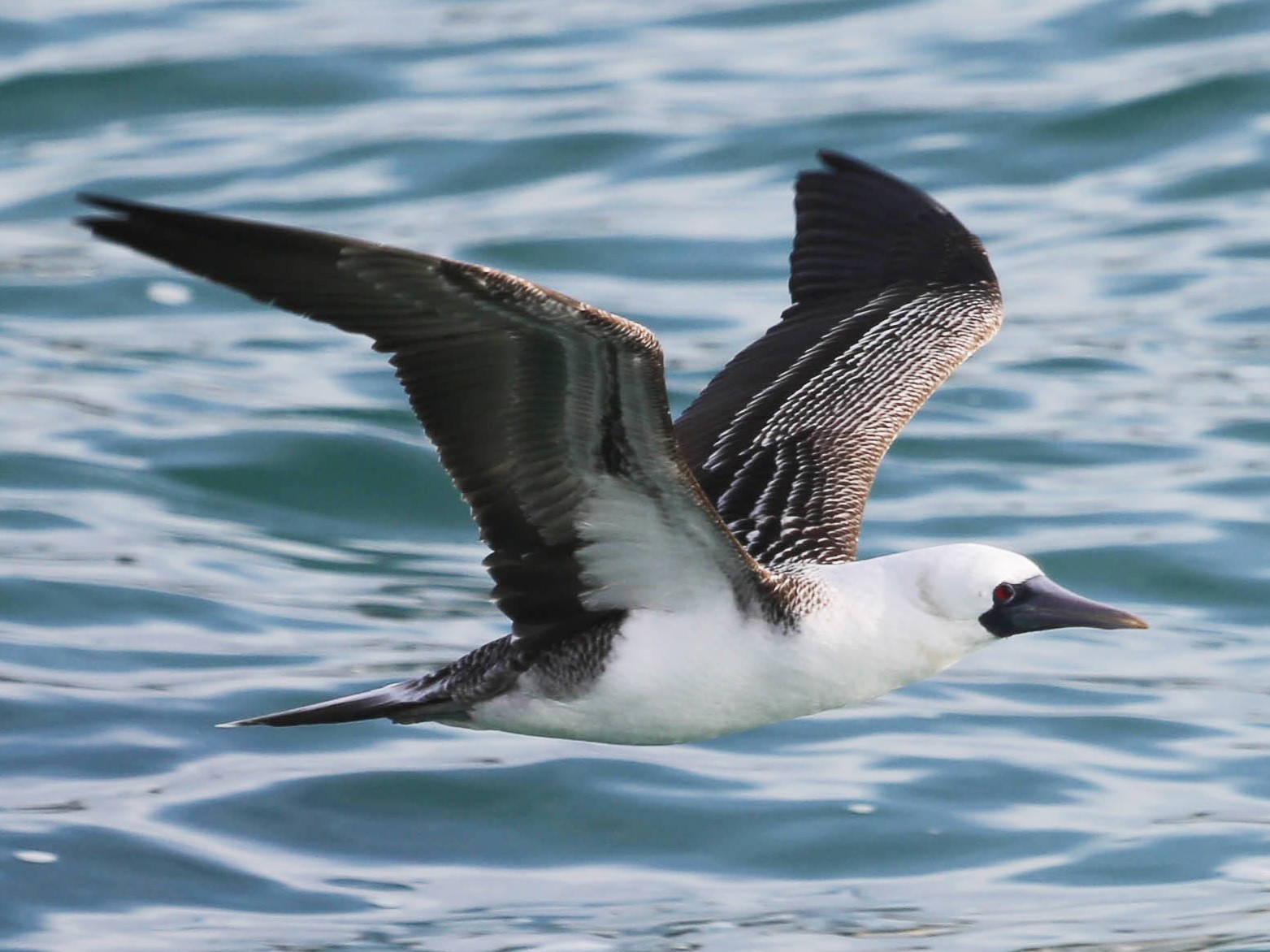 Peruvian Booby - eBird
