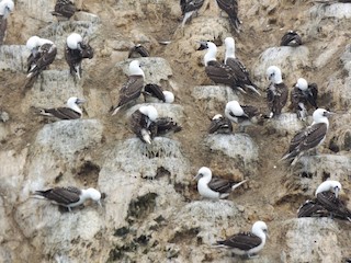 Peruvian Booby - eBird