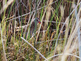 Austral Rail - eBird