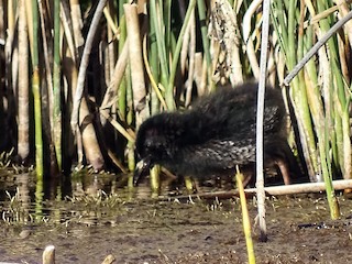 Austral Rail - eBird