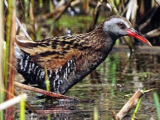 Austral Rail - Rallus antarcticus - Birds of the World