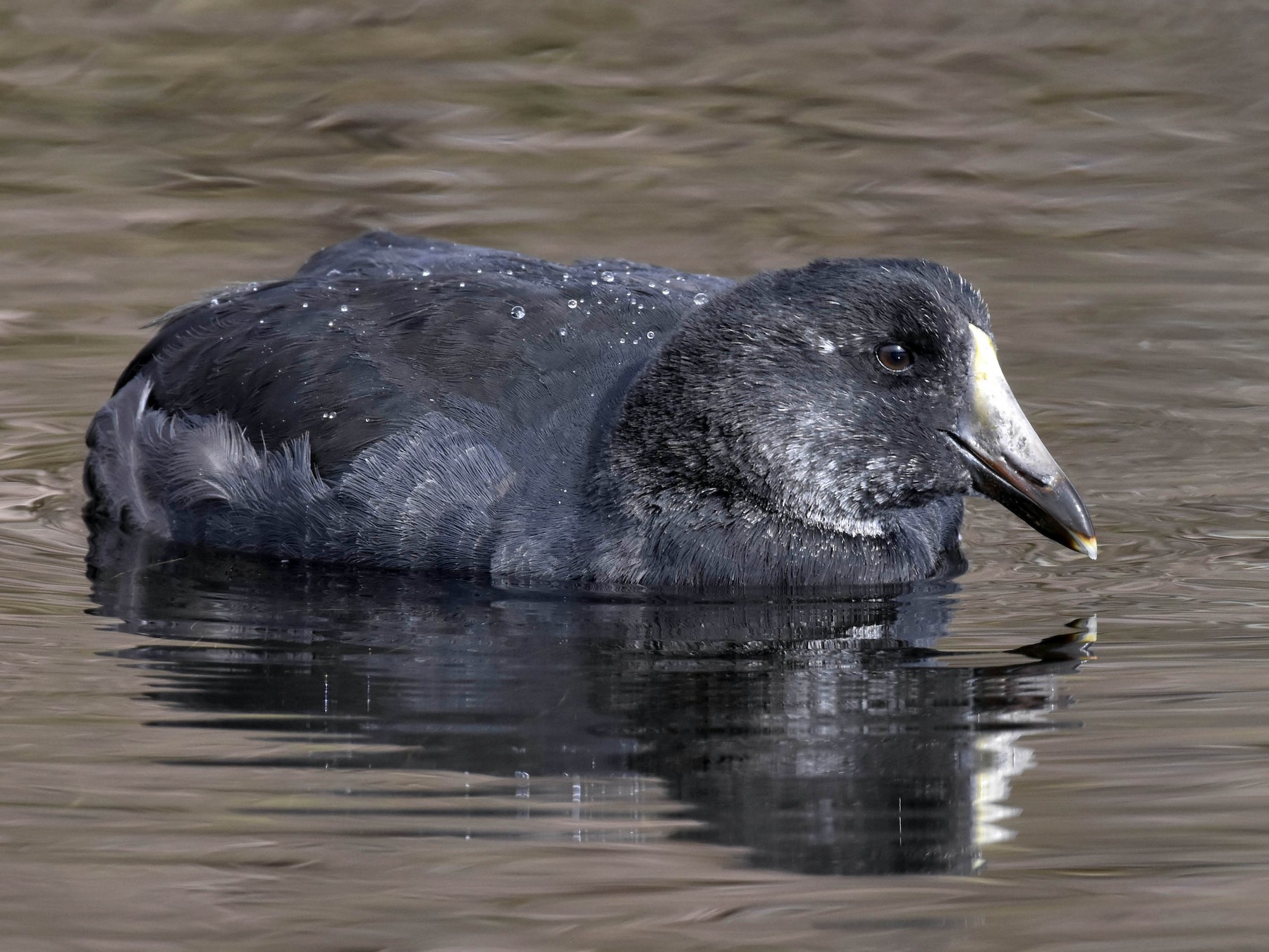 Giant Coot - eBird