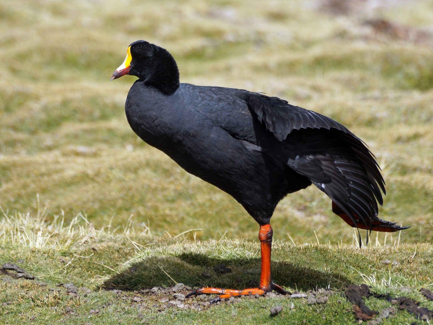 Giant Coot - eBird