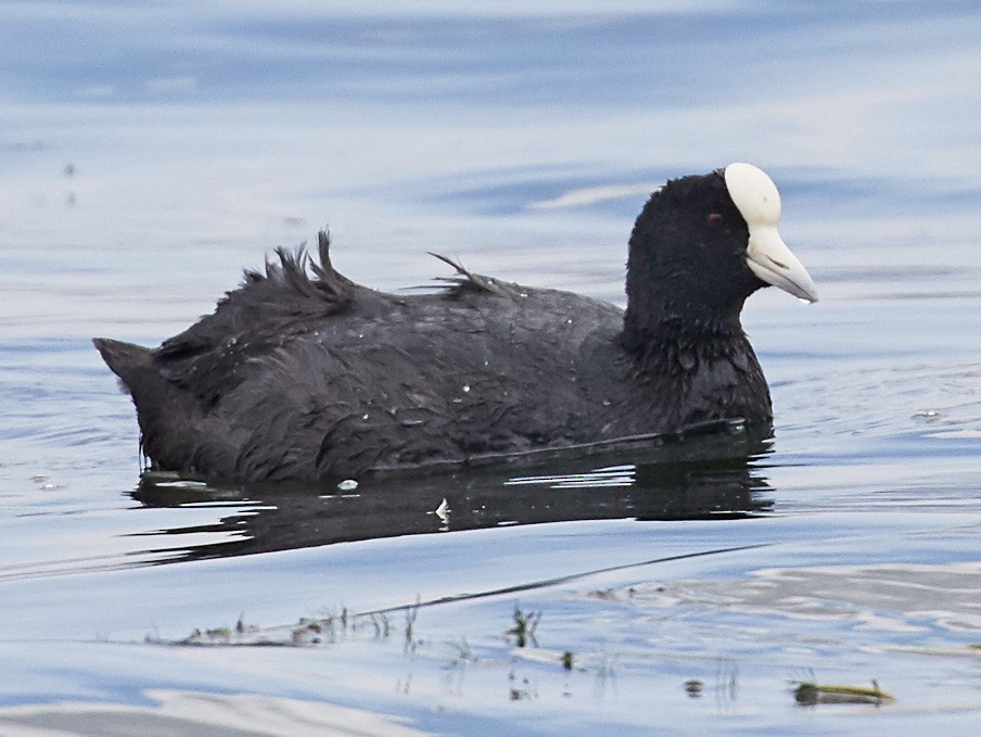 Slate-colored Coot - eBird